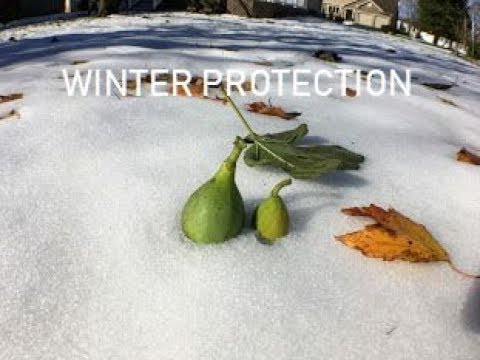 More Methods of Winter Protection for Figs - YouTube