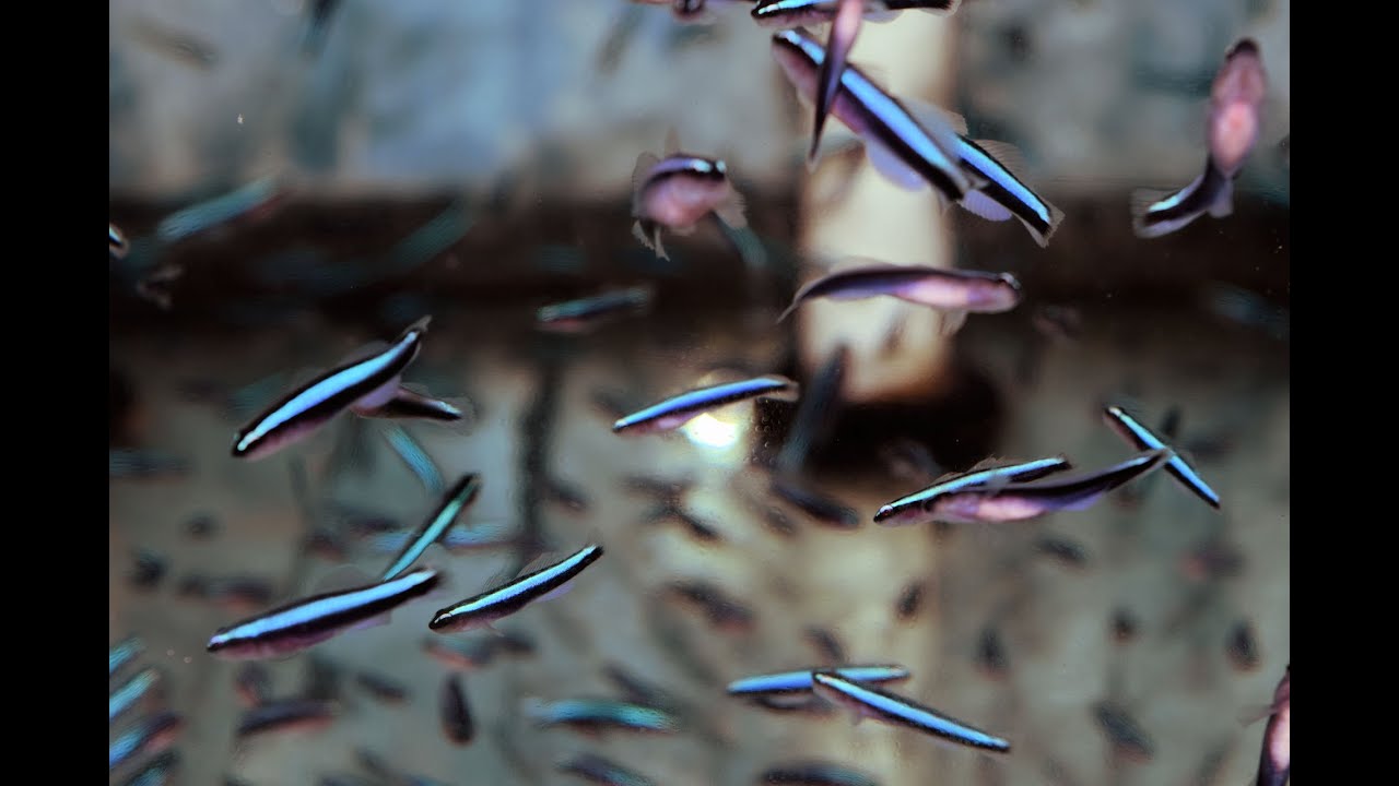 Neon Gobies - The Glow! - YouTube
