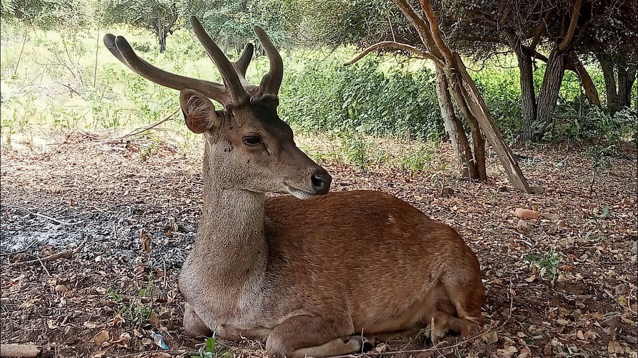 KOMODO ISLAND DEER CHILL OUT - YouTube