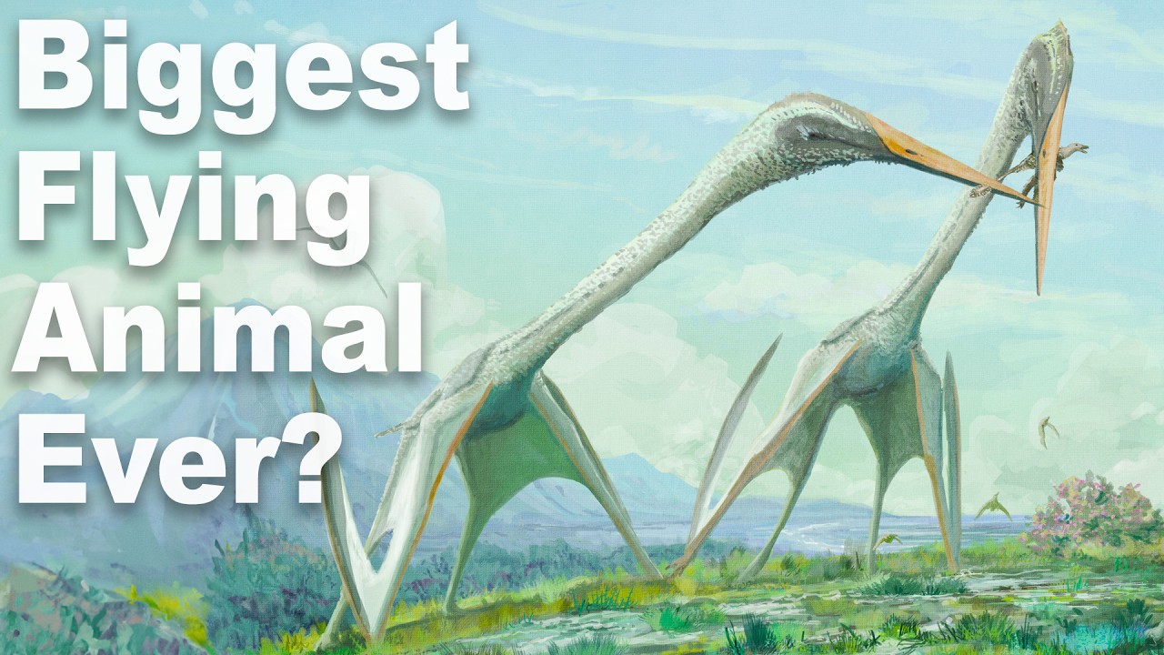 What Was The Biggest Flying Animal Ever? - YouTube