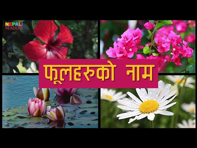 Beautiful Flower Names Nepal 420 Nepali Baby Names From The Himalayan