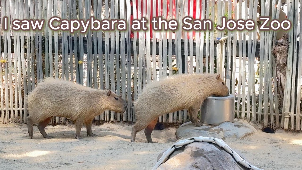 Travel Diaries : I flew to California to see Capybara in San Jose Zoo ...