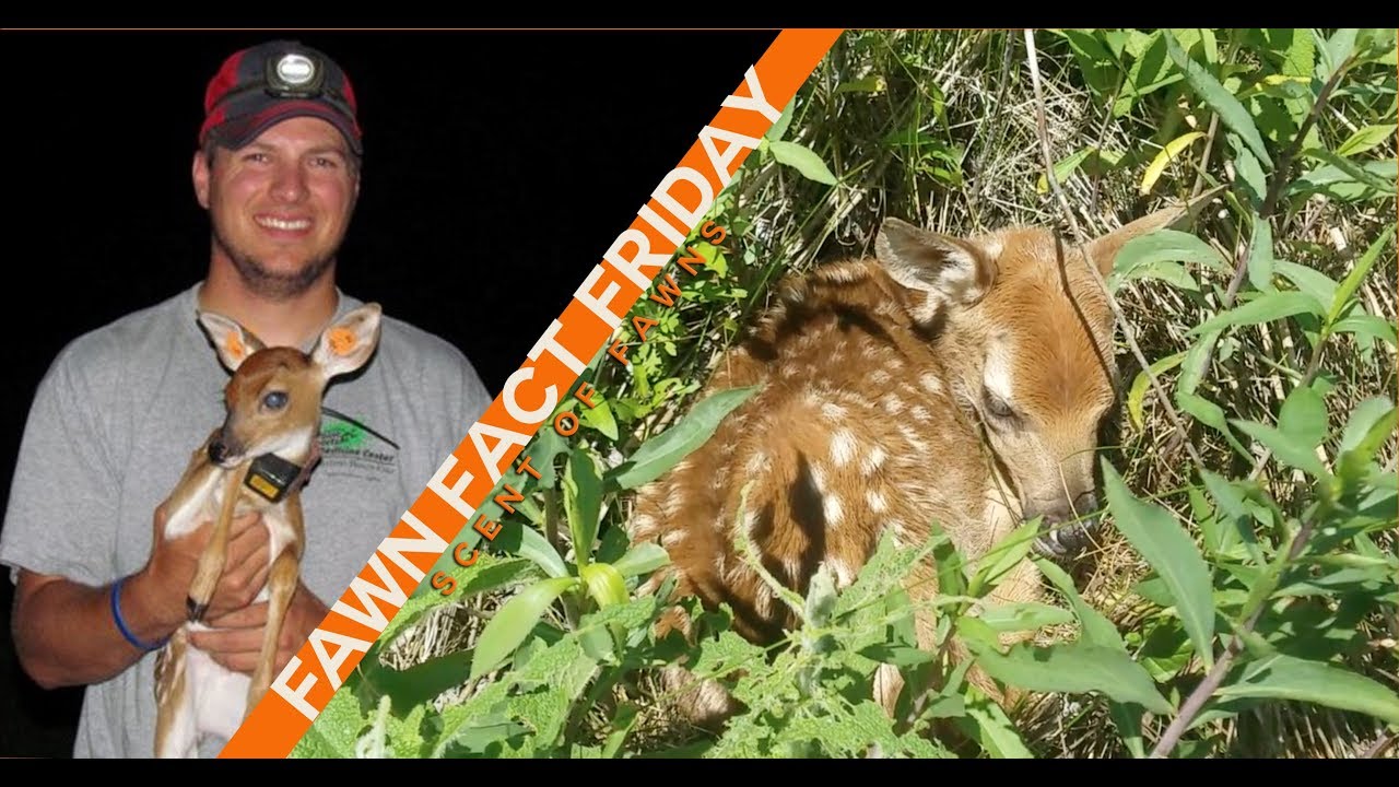 Fawn Fact Friday - Scent of Fawns - YouTube
