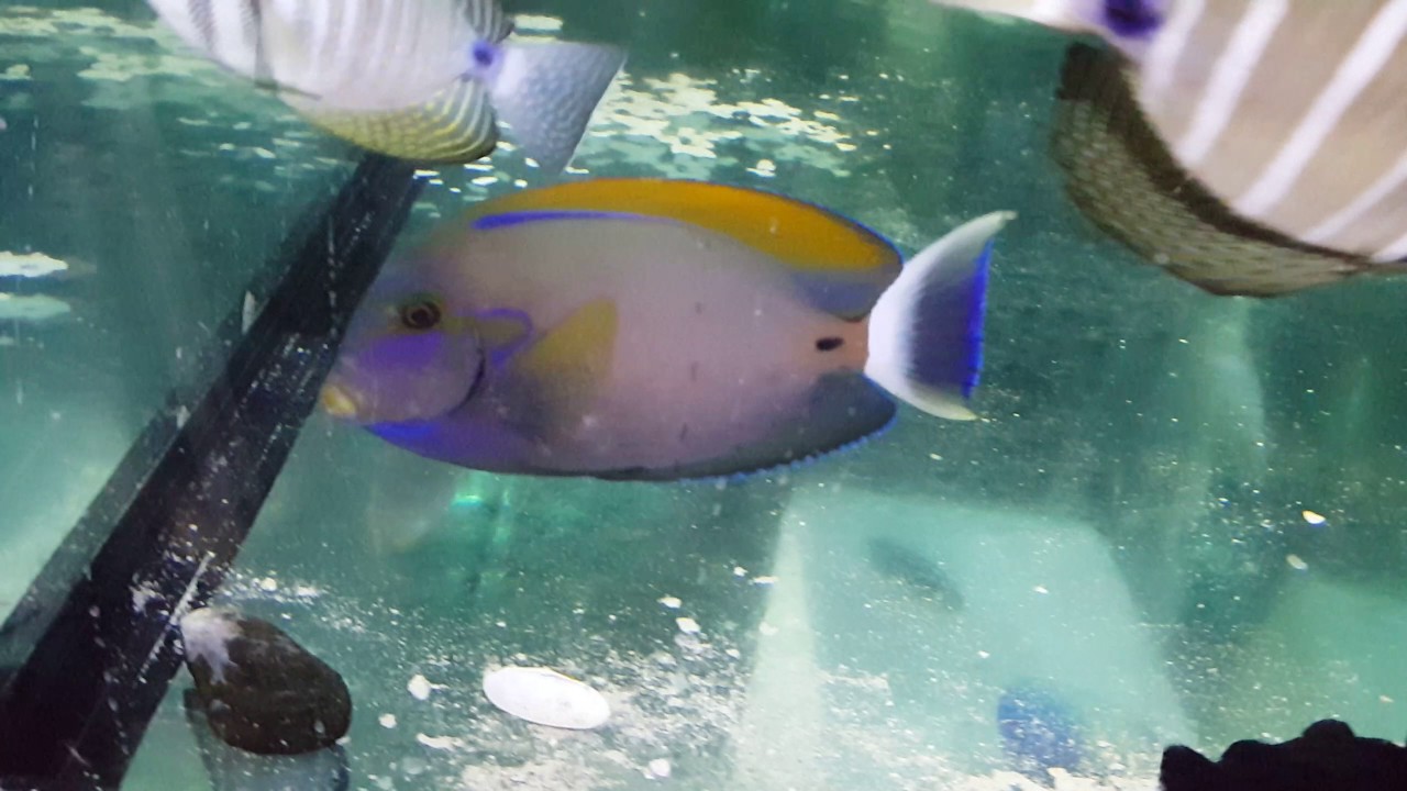 Fowleri Tang $249 - Sumatra - YouTube