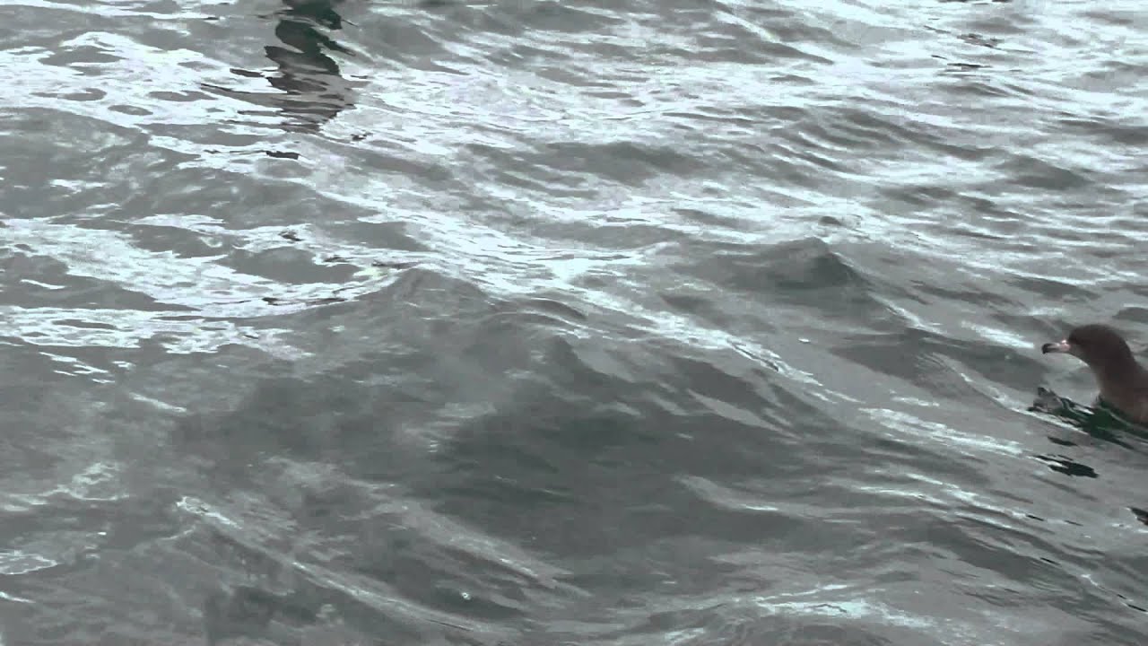 Mollyhawk in the Hauraki Gulf NZ - YouTube