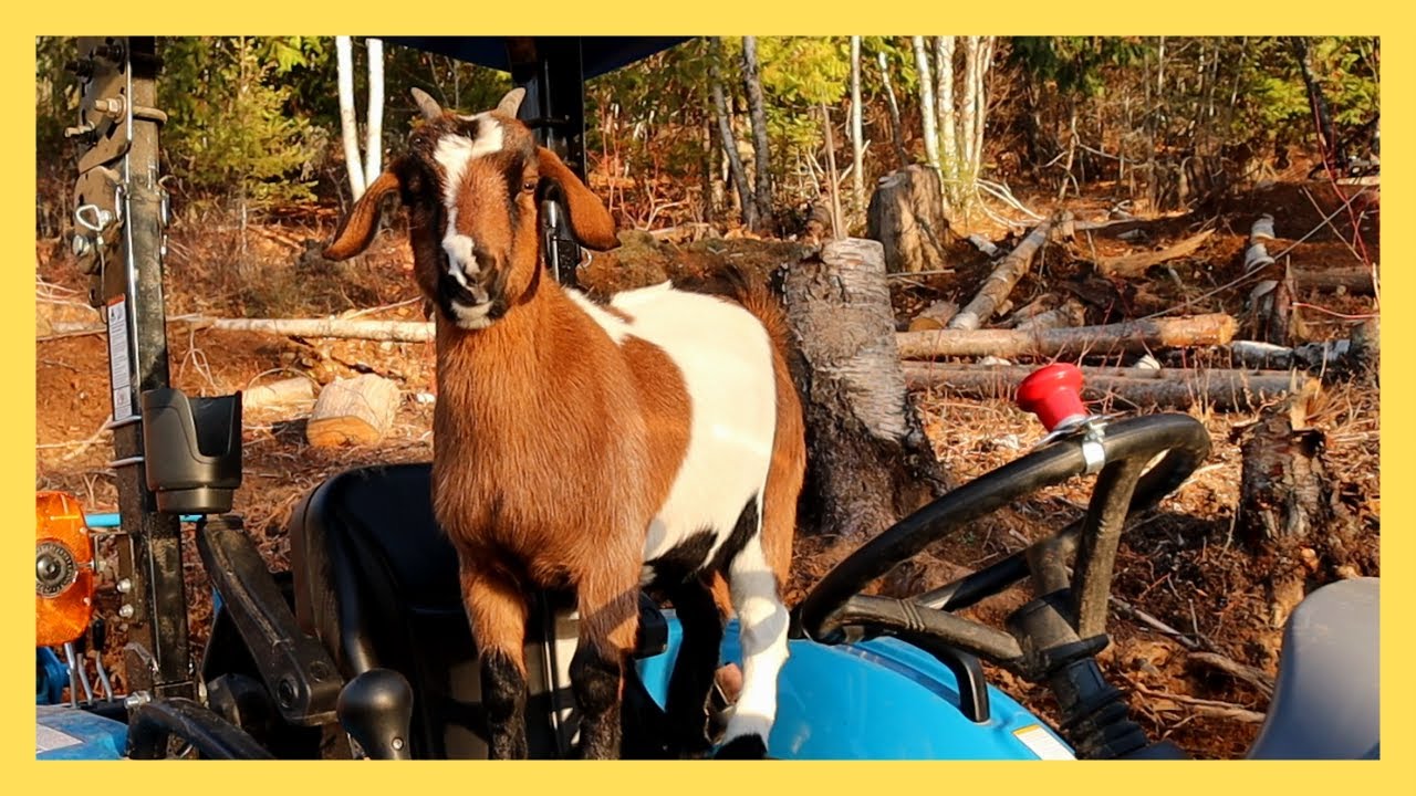 Imagine Owning Goats and LOVING Every Minute of It! - YouTube