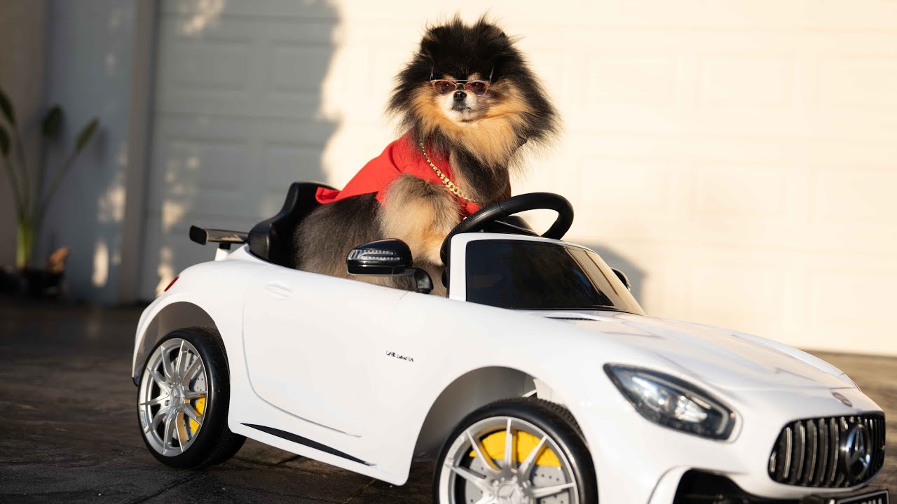 Compilation of Mocha Pom Shorts August 2024 | Cute Dog Videos - YouTube