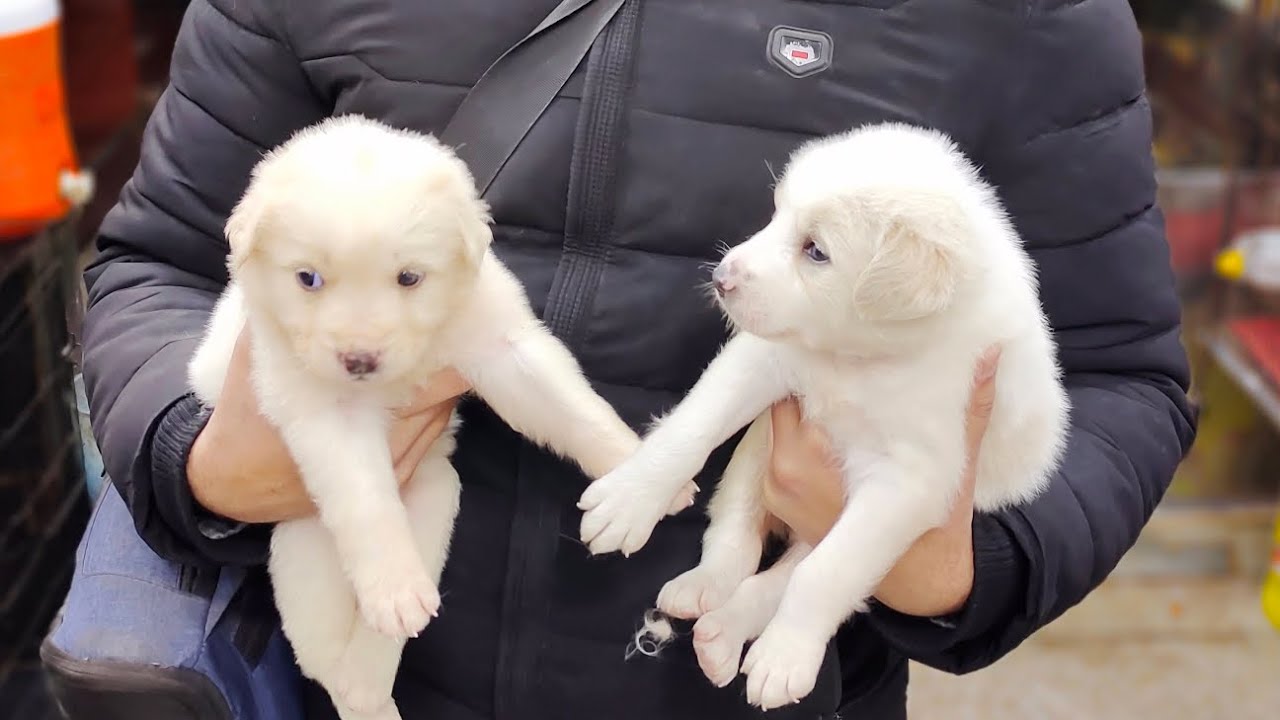 I am in Love 💞 with these Cute little baby dogs 😍 - YouTube
