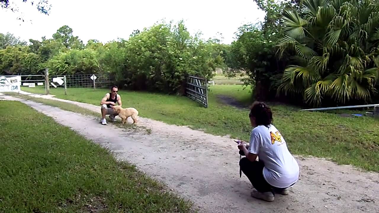 E Collar Introduction Labradoodle Sven Dogtra Puppy Pager - YouTube