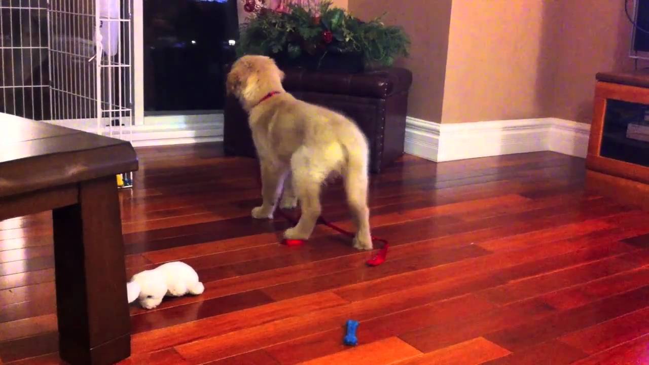 Jacob, golden retriever puppy, scared of his own image in the window ...