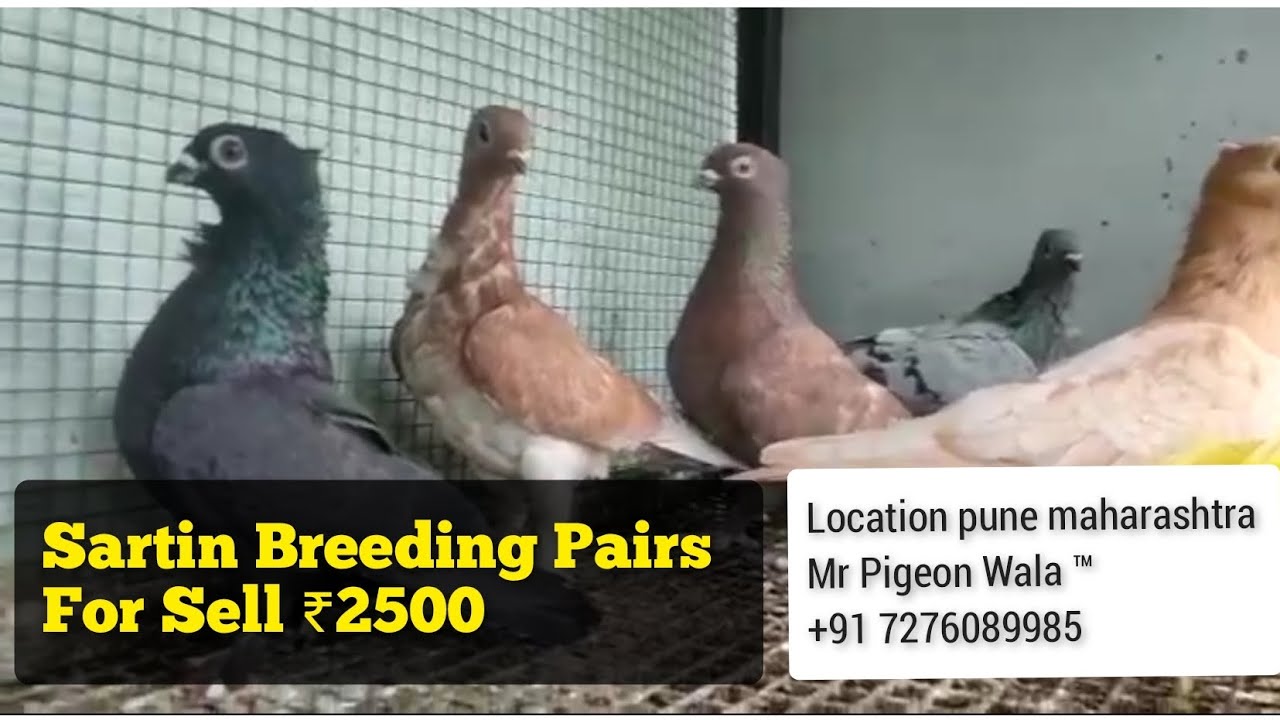 Sartin breeding pair for sell only ₹2500 | +91 7276089985 - YouTube