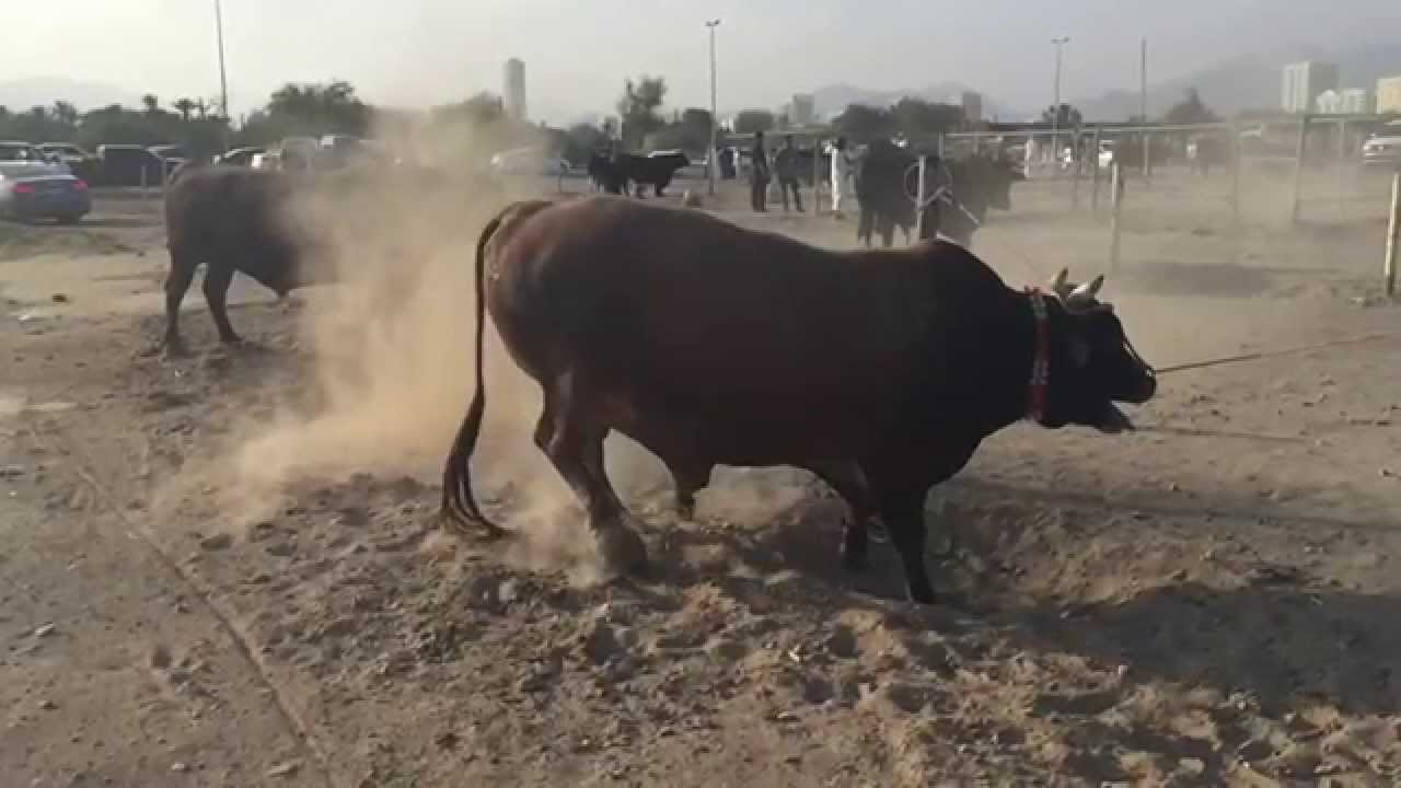 Slow motion + cow - YouTube