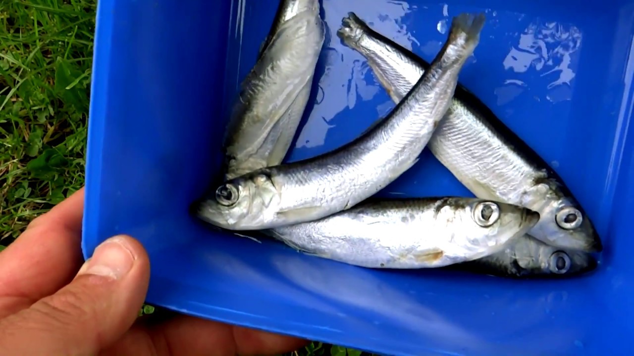 Pike eat sardines: underwater attacks, fishing POV action camera. - YouTube