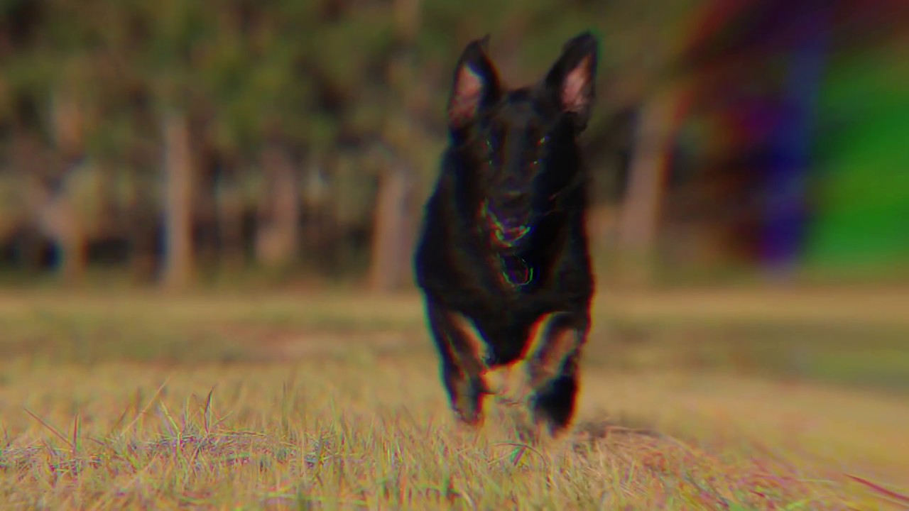 European Working Dogs Infommercial-The Best Green Dogs In America - YouTube