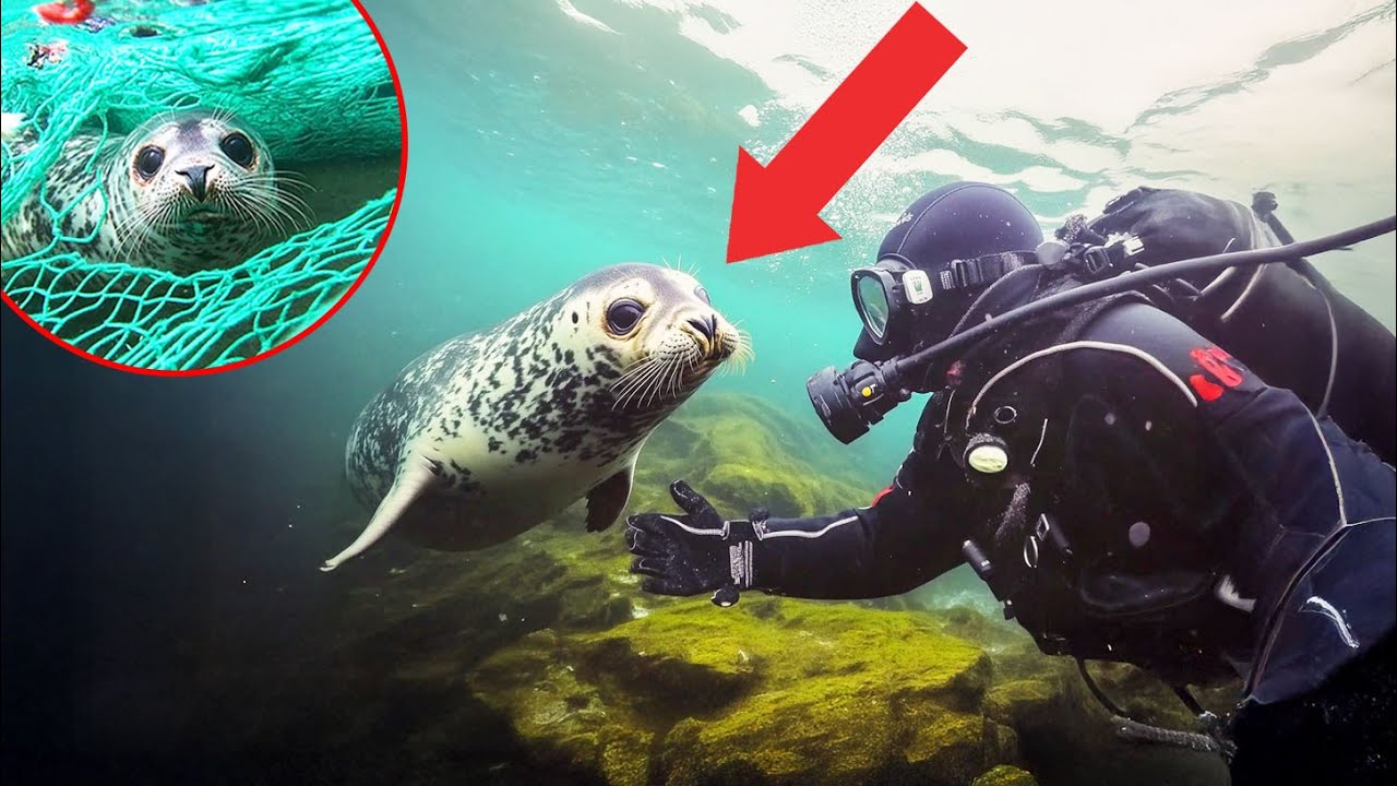 Seal Refuses to Leave Diver, Begs Him to Save Baby Seal Stuck in Net ...
