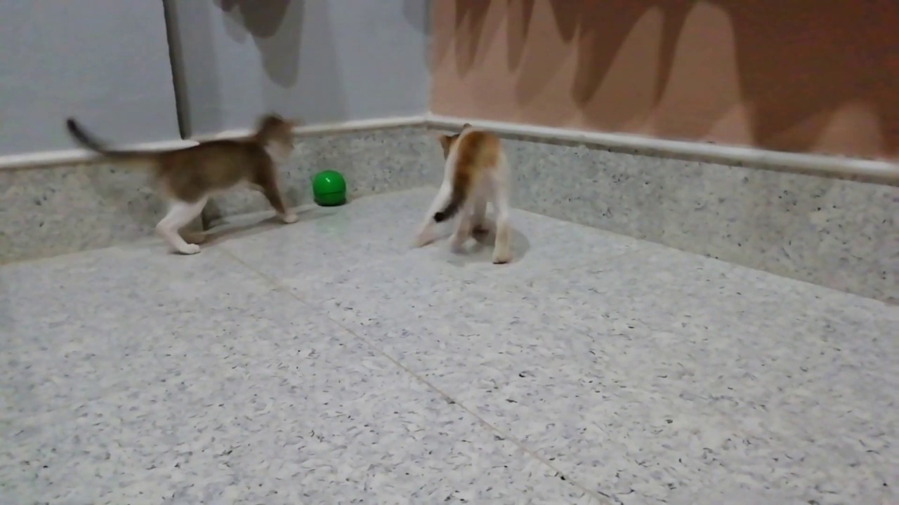 Kittens professionally playing football - They are fun - YouTube