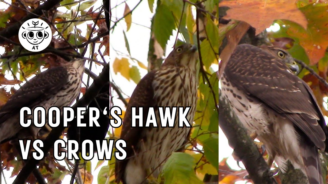Cooper's Hawk vs Crows | Urban Wildlife - YouTube