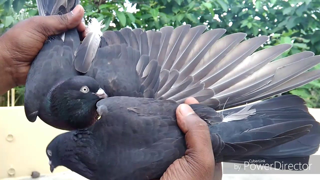 Koyal (Kokile) Kabootar Baria nasal ka by Raza Photography & Technical ...