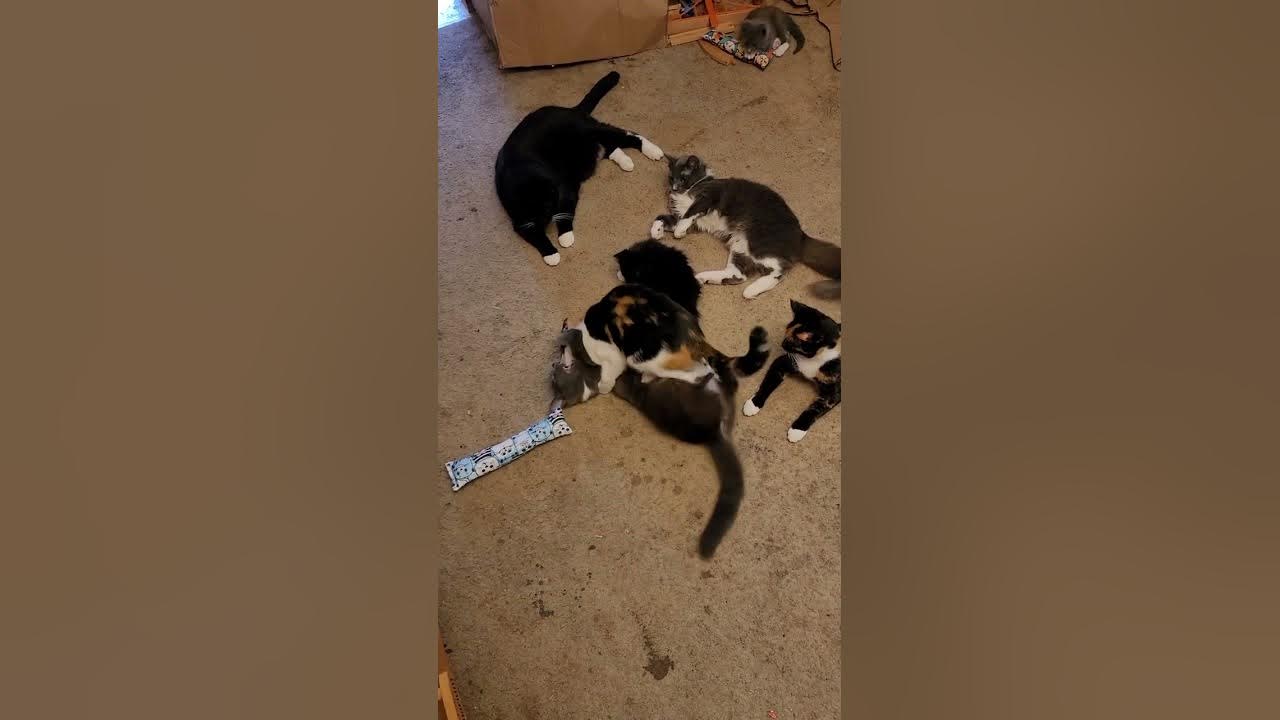 Our cats enjoying their catnip 😻 2023 - YouTube