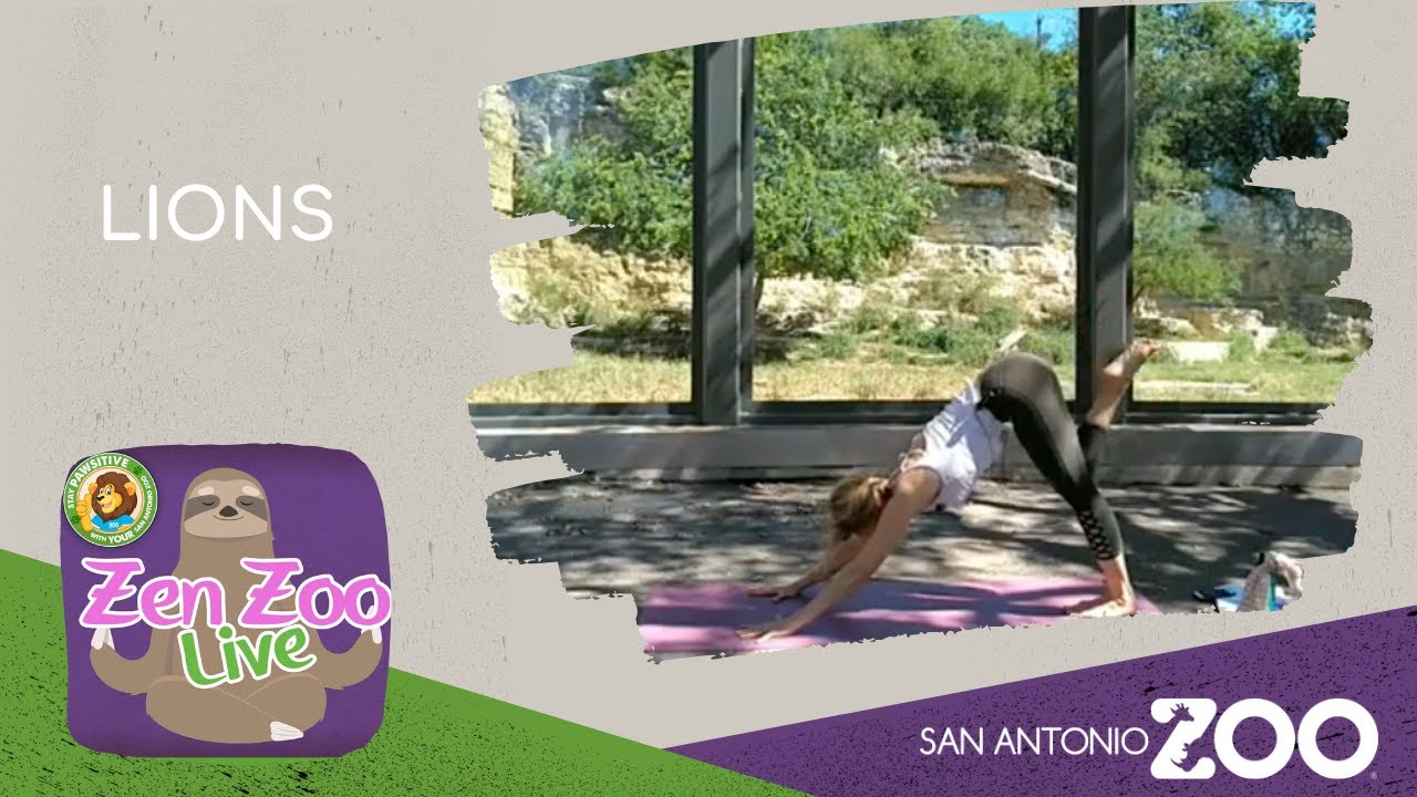 Zen Zoo with Lions! - YouTube