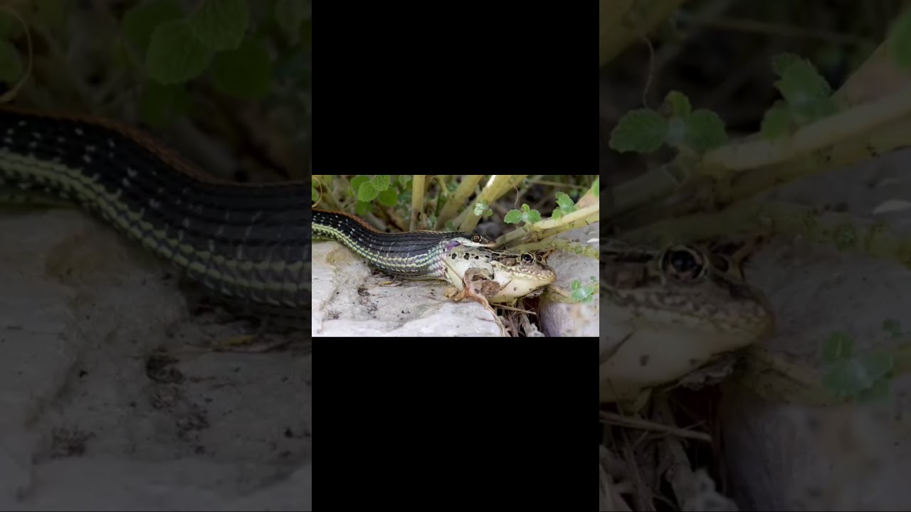 Animals Attack Snake vs Frog (Animals) #AnimalsAttackbd#Frog#Snake#বেঙ# ...