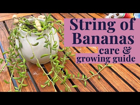How To Care For String Of Bananas Succulent