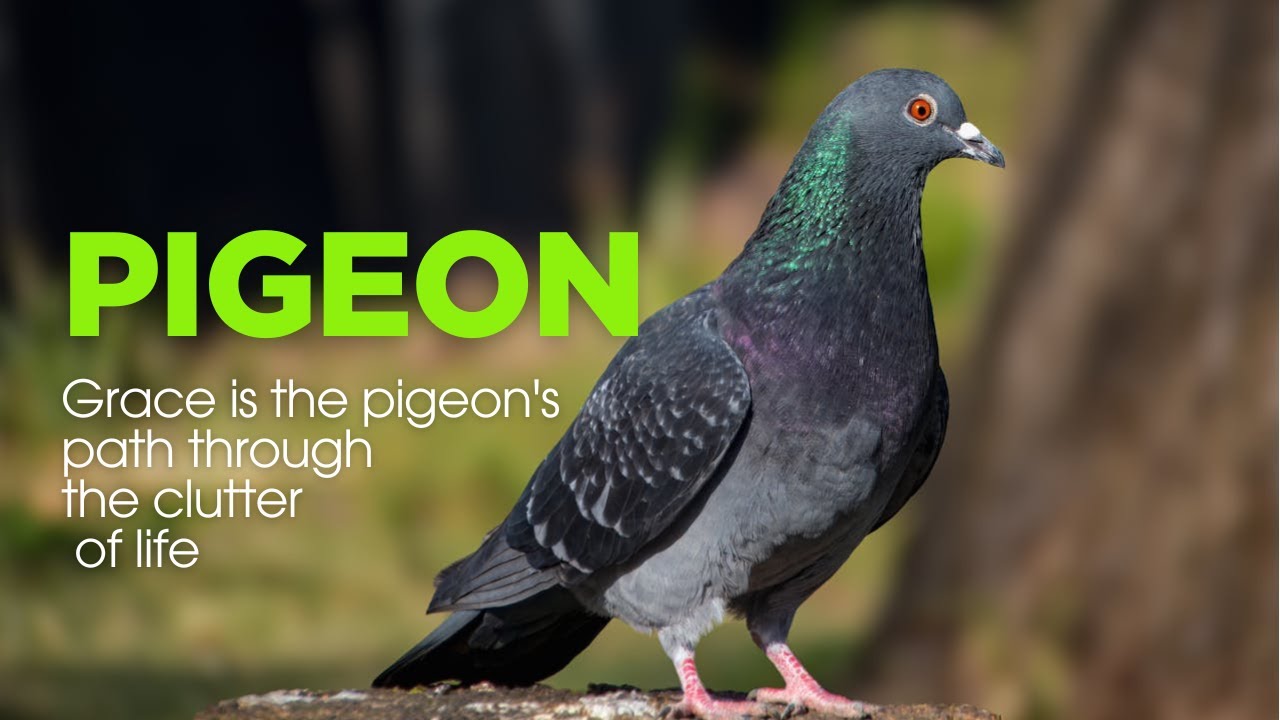 🐦 Pigeon Playtime: Fun Pigeon Sounds & Coos for Kids! 🕊️ | Animal ...