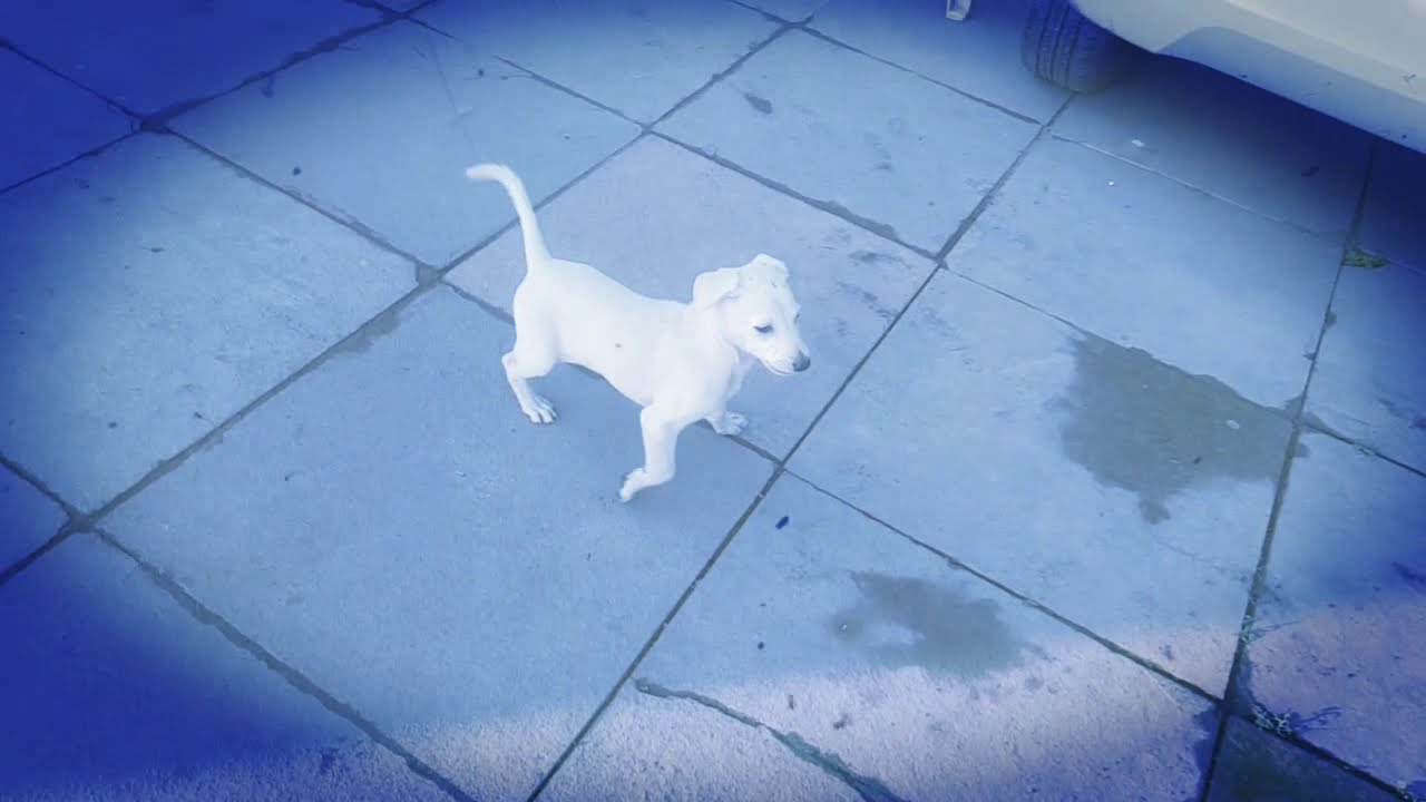 cute dog shero - YouTube