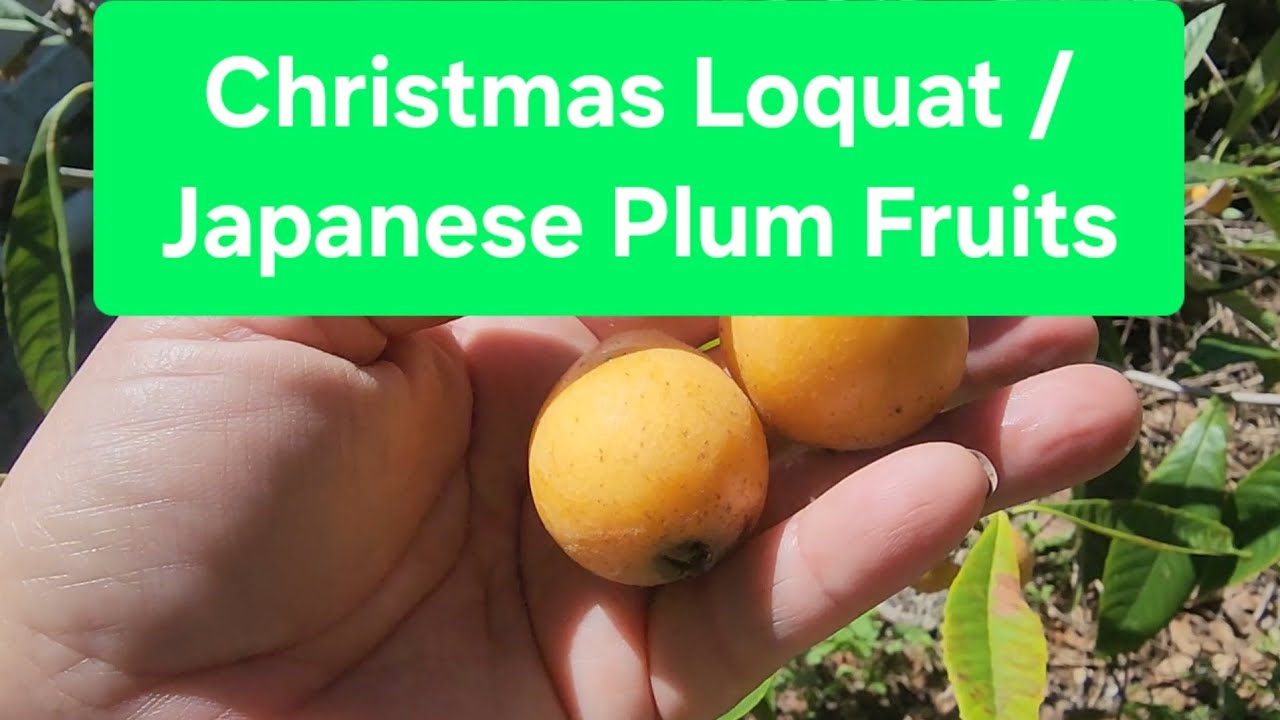 Christmas Loquat / Japanese Plum Fruits - YouTube