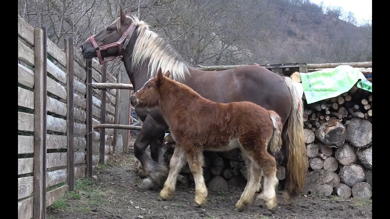 Caii lui Mirel de la Tauti, Cluj | In vizita cu Nea' Costel - 20 Martie ...