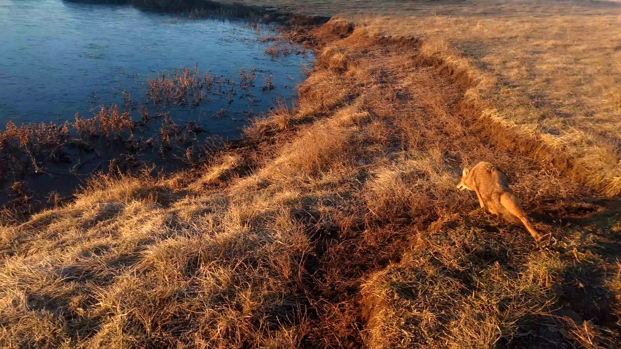 Got a digger coyote in a trail set! - YouTube