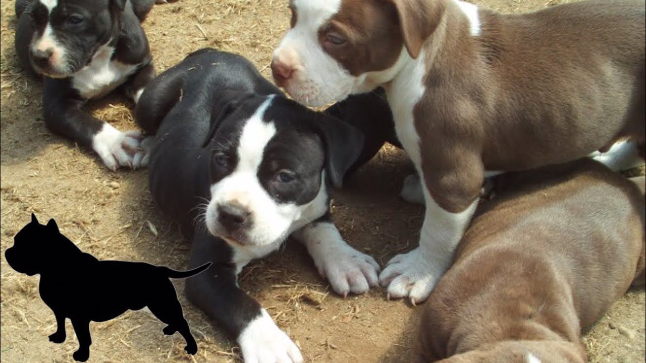 The real pitbull in punjab|| bully force farms ||subscribe 👇🏽 - YouTube