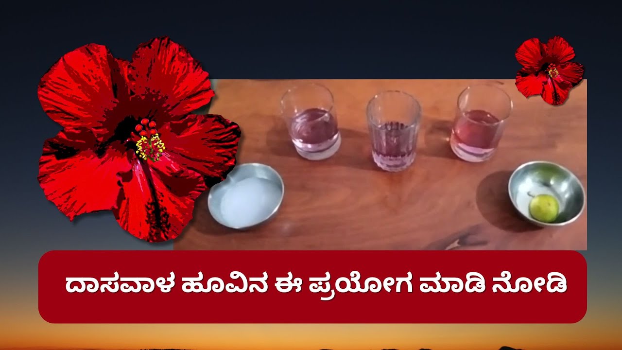 How to Do an Acid Base Test Using Hibiscus Flower Easy Chemistry ...