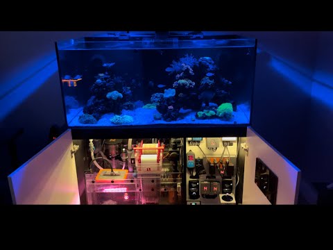 Red Sea 425xl- 1 year update - YouTube