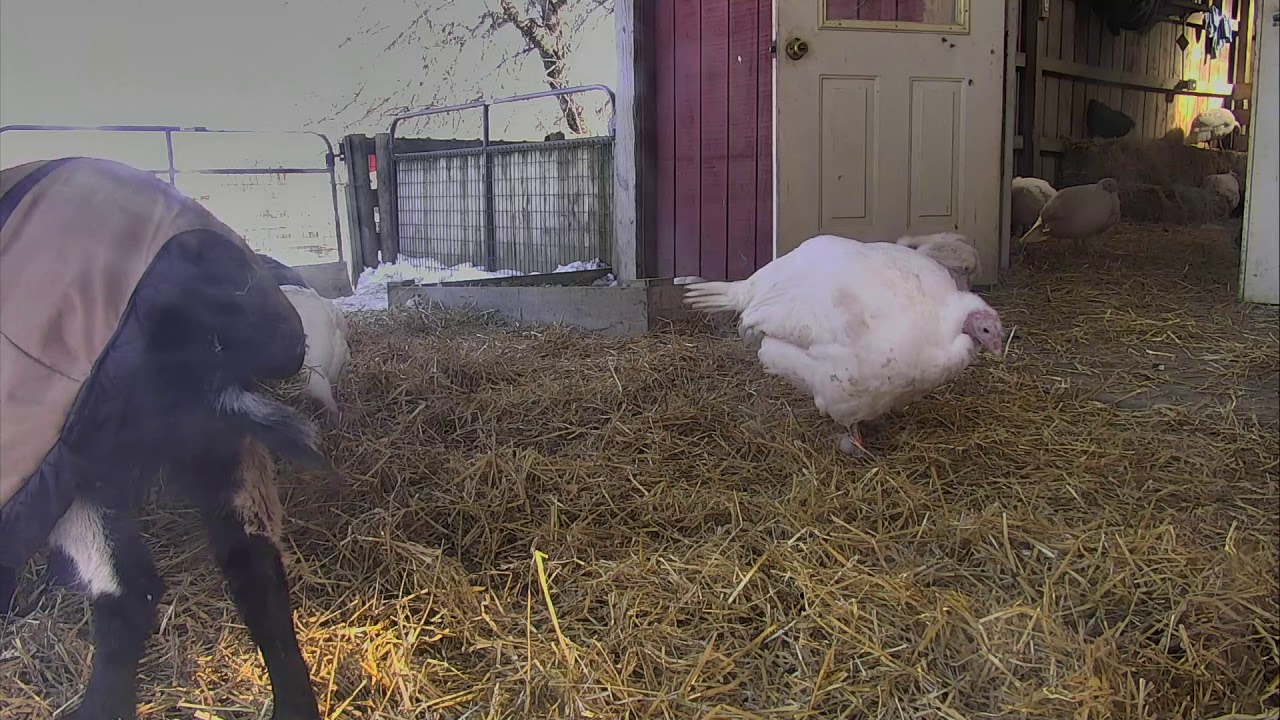 Turkey Barn Cam 03-18-2018 13:14:35 - 14:14:36 - YouTube