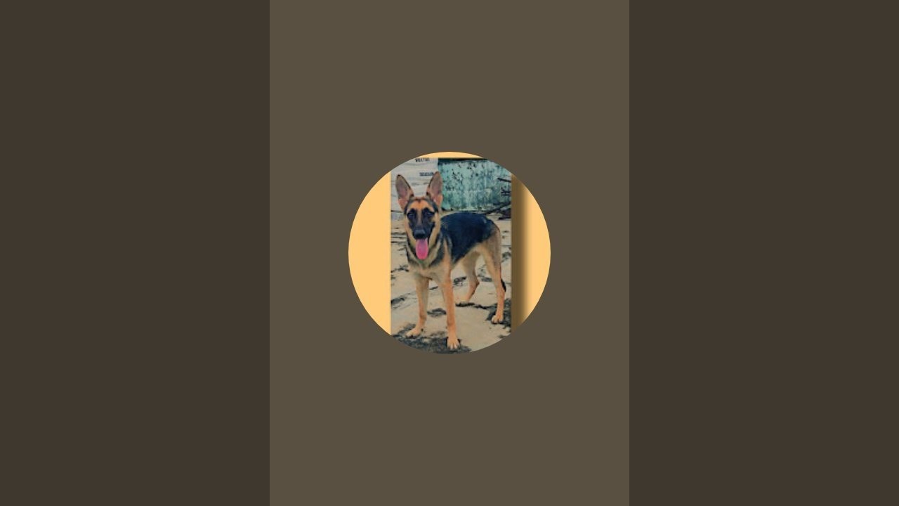 dog kenal pankaj is live - YouTube