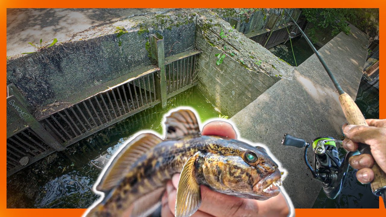 Fishing a Creepy Caged Tunnel Full of Fish + I caught a Big Alien ...