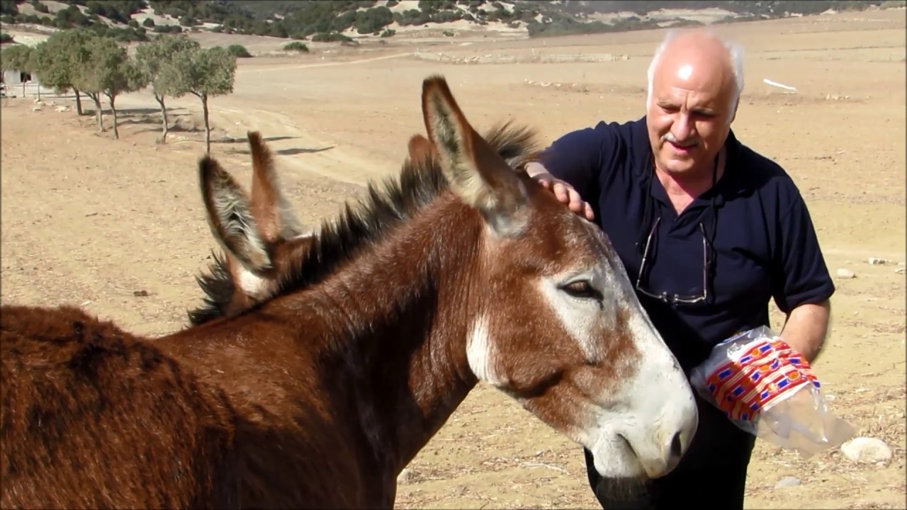 Cyprus wild donkeys (Equus asinus) Γαϊδούρι - Γάρος - Καρπασία - 3/10 ...