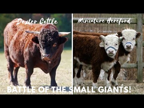 Dexter vs Miniature Hereford Cattle: Which Small Breed Delivers Better ...