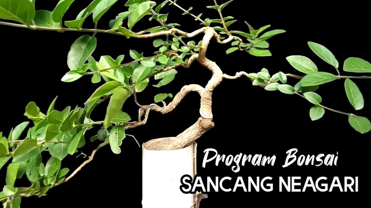 Program bonsai sancang gaya neagari / Premna Microphylla - YouTube