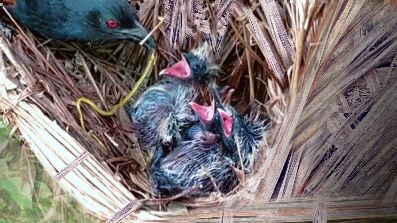 BAYI BURUNG INI MAKAN ULAR YANG MASIH HIDUP - YouTube