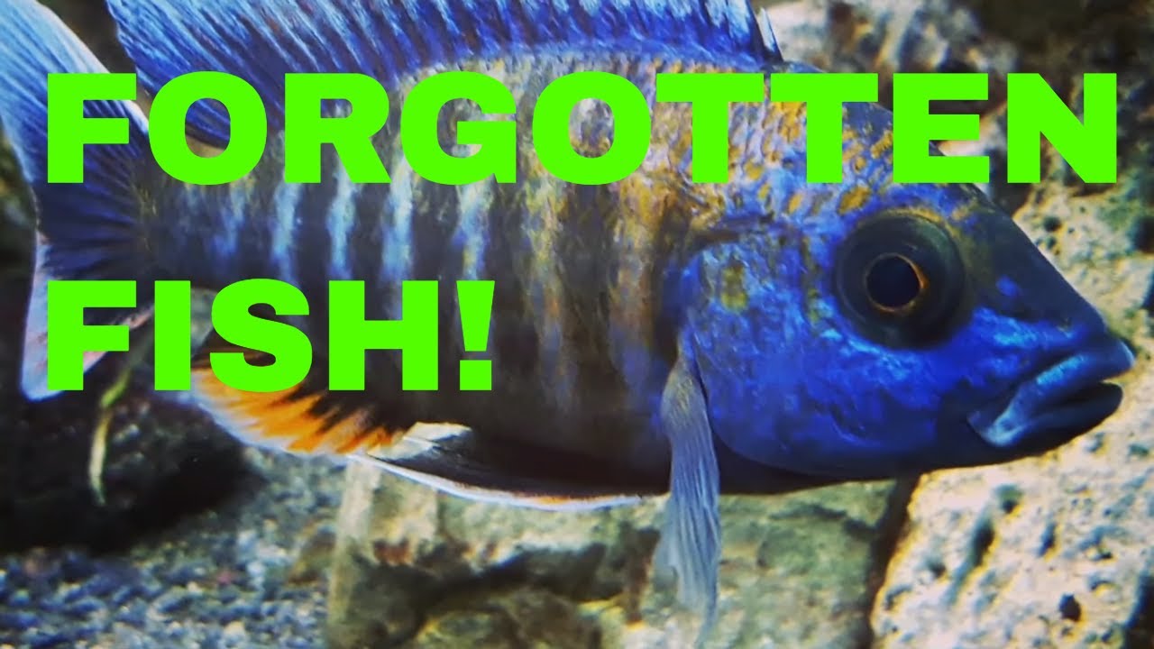 FORGOTTEN FISH! Are Peacocks Becoming the Neglected and Forgotten ...