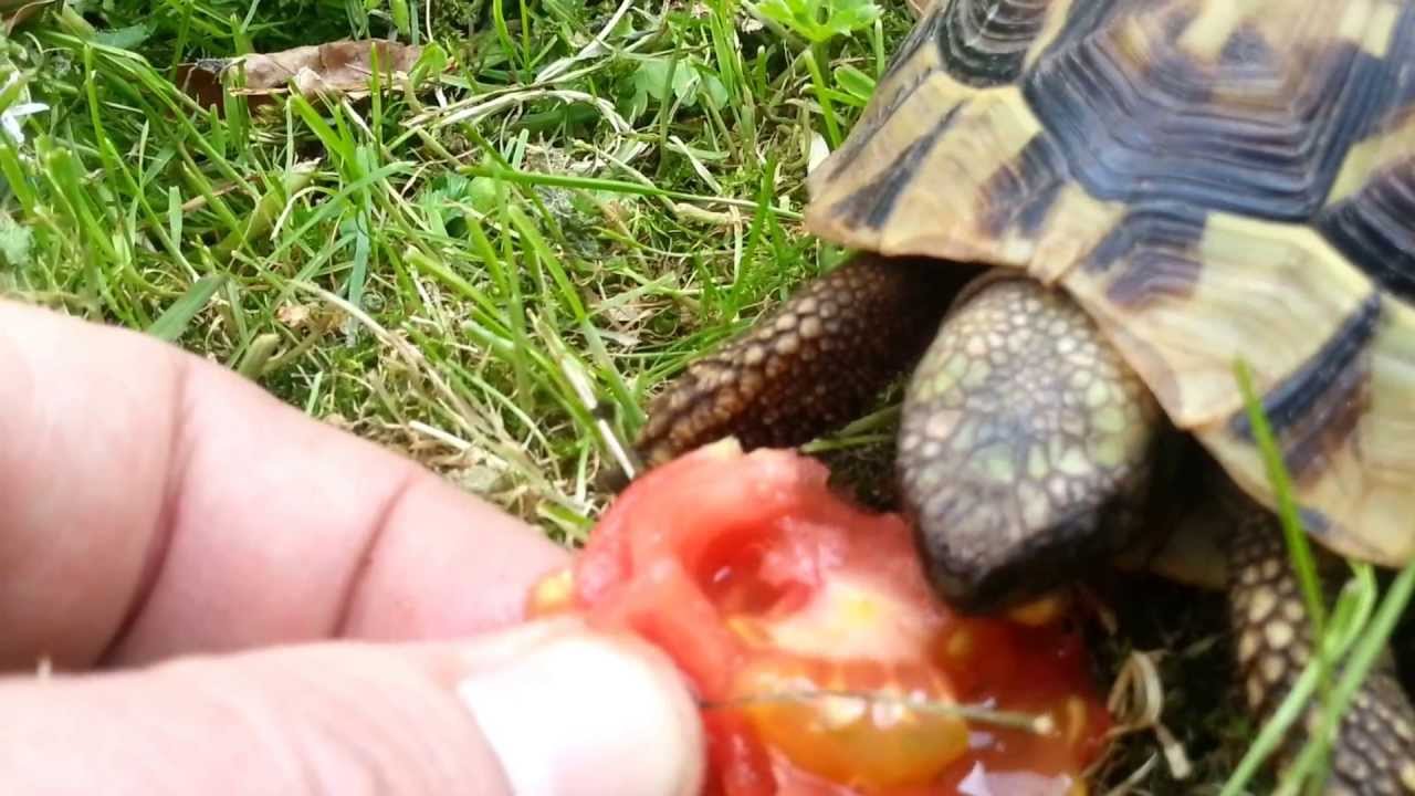 Schildkröte frist. Tomate Turtle Eat Tomato - YouTube