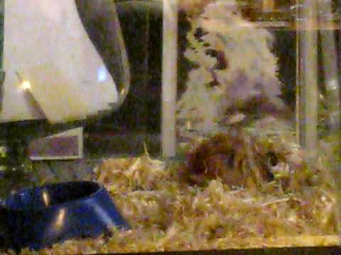Ted - Teddy Bear Hamster - YouTube