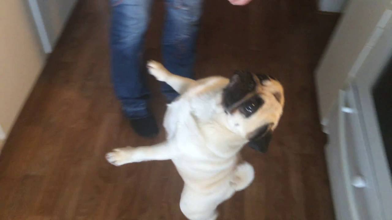 Pug Walking On Two Legs! - YouTube