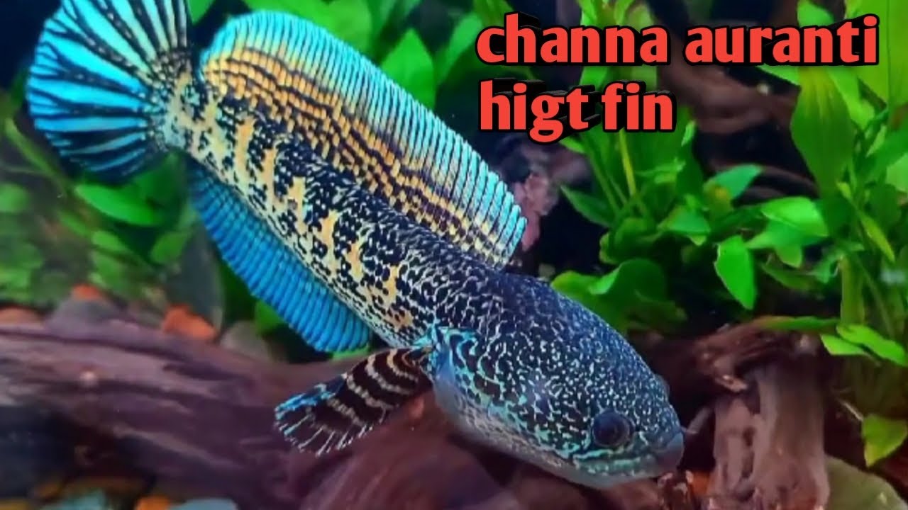 channa auranti higt fin - YouTube