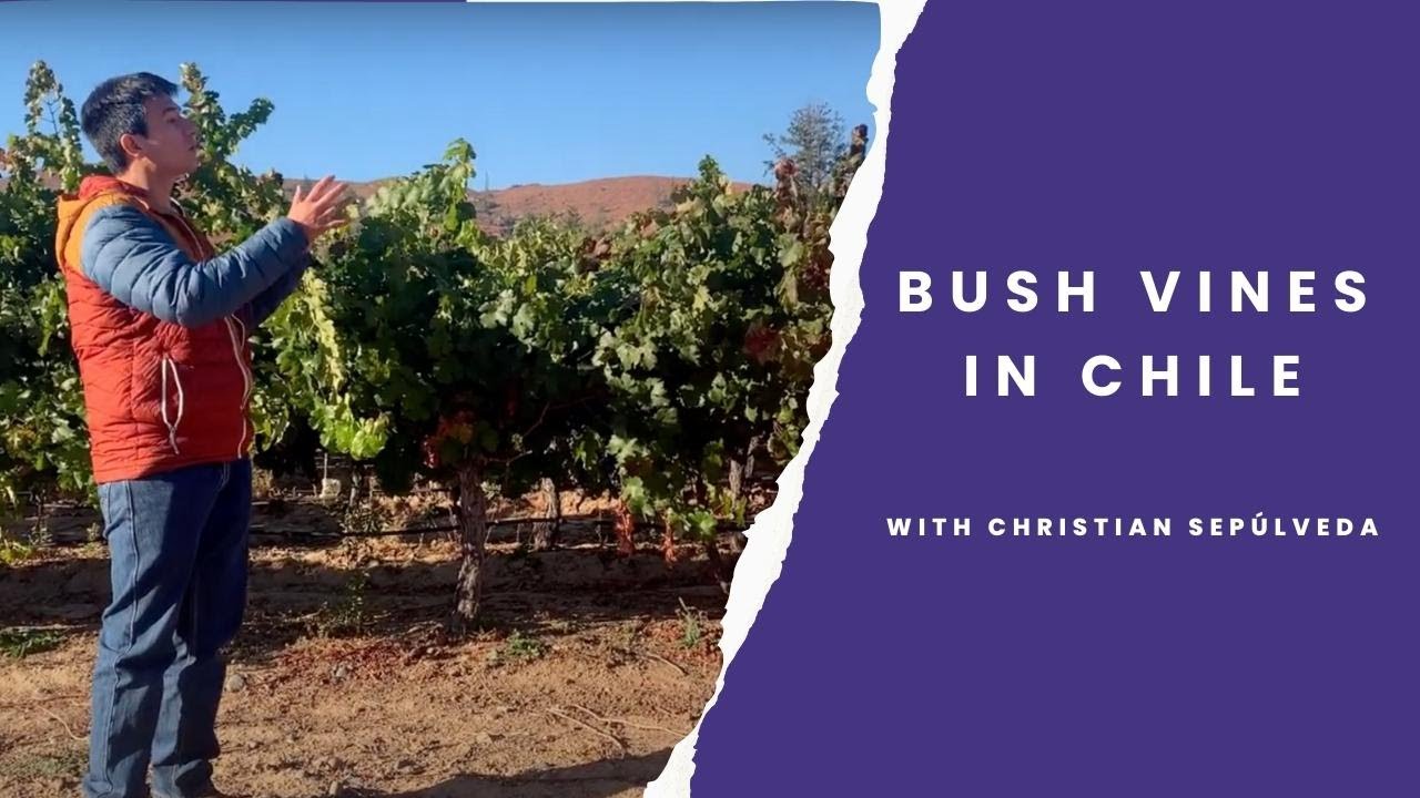 Bush vines, VSP and Pais salvaje: All three systems used at Bouchon’s ...