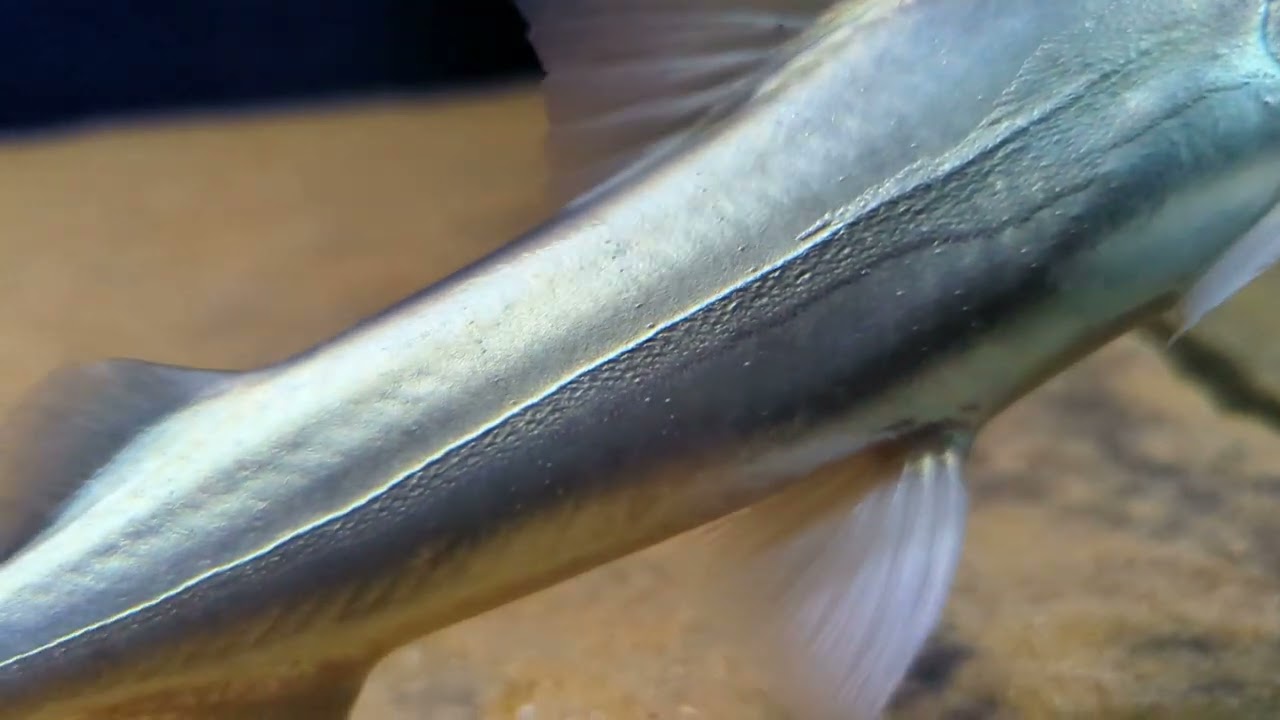 moonlight catfish # flavican catfish - YouTube