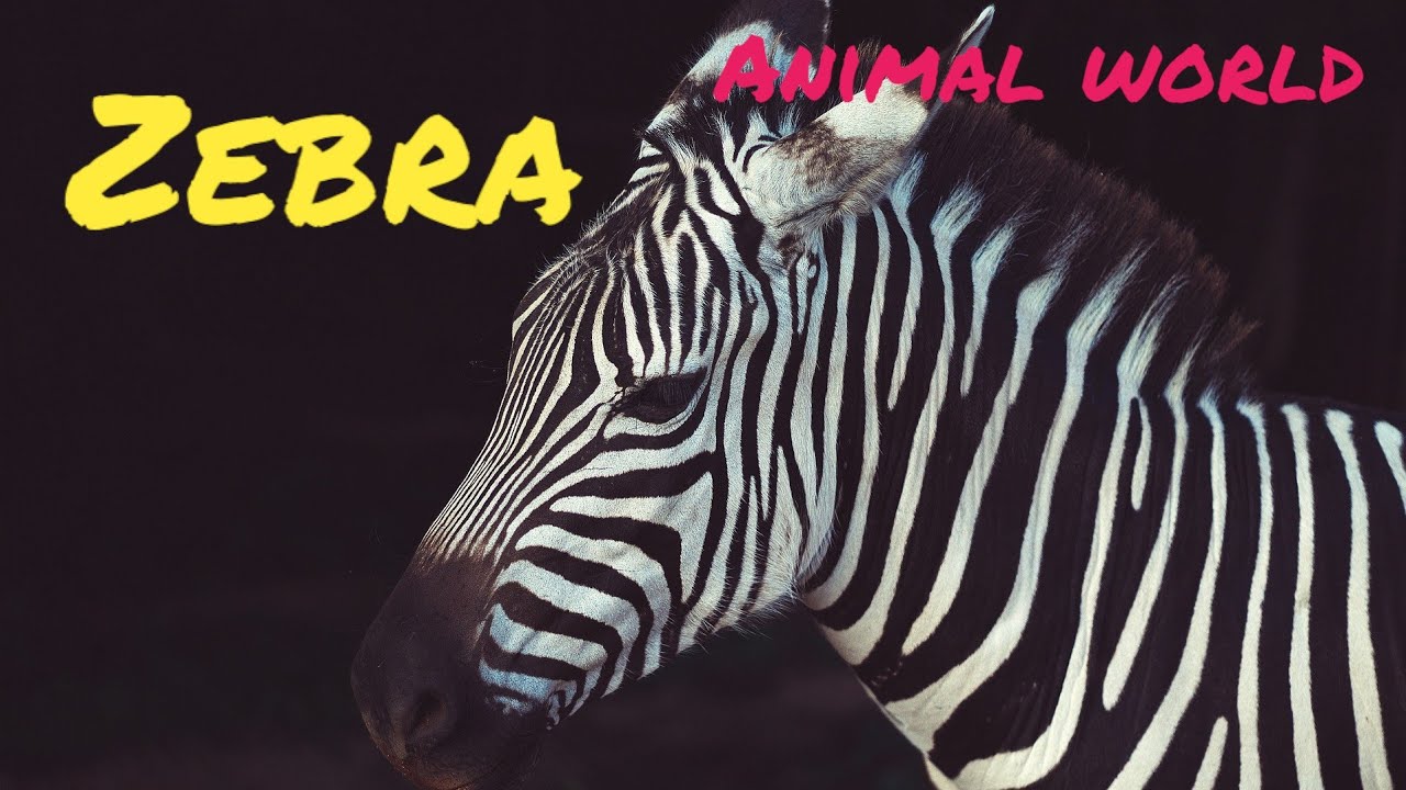 Animal planet. Zebra. Video and sound. - YouTube