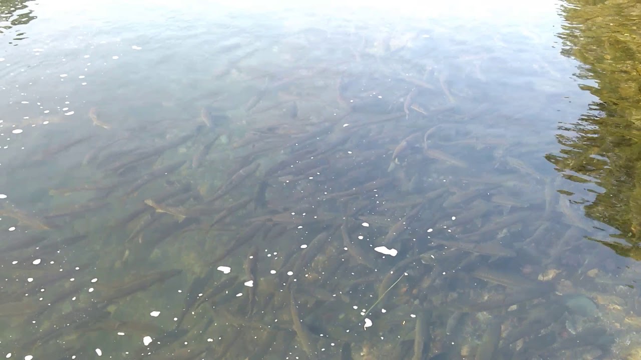 Ban Ganga fish sanctuary and Chhath Puja ghat near Dharamshala, kangra ...